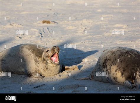 Two Adult Female Grey Seals Lie Opposite Each Other On The Beach