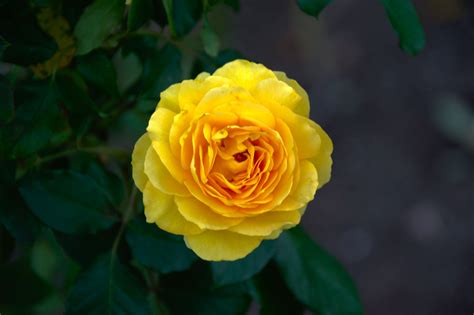 ছবি ব্লগ গোলাপ খালিদ আহসান এর বাংলা ব্লগ । Bangla Blog সামহোয়্যার ইন ব্লগ বাঁধ ভাঙ্গার