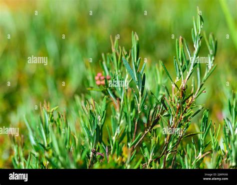Marsh Vegetation Moss Grass Various Marsh Plants Close Up View