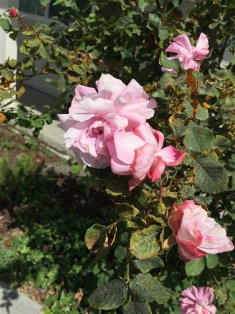 Common Rose Problems