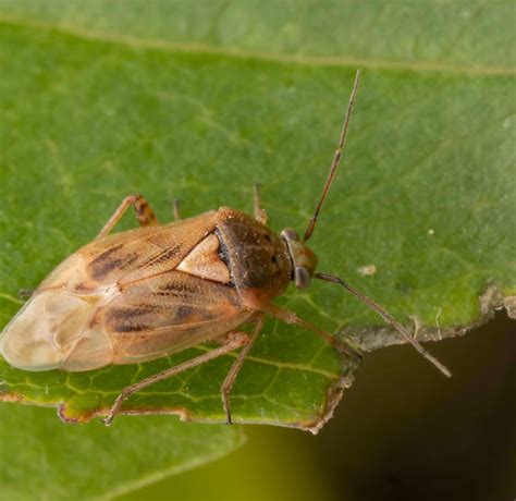 Bug On Leaf Lygus Bugguide Net