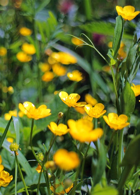 Free Images Meadow Flower Botany Flora Wildflower Flowers