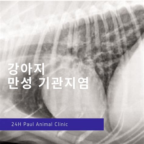 강아지 만성 기관지염 기침 증상 및 치료 네이버 블로그