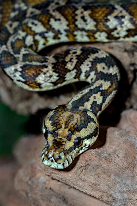 Coastal Carpet Python