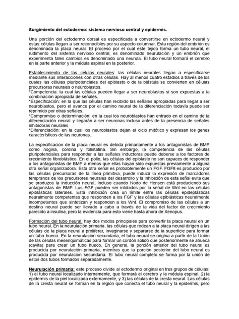 Ectoderm O Pdf Epidermis Neurona