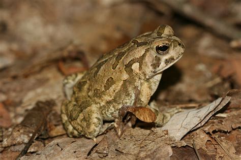Fowlers Toad Anaxyrus Fowleri Reptiles And Amphibians Of Iowa