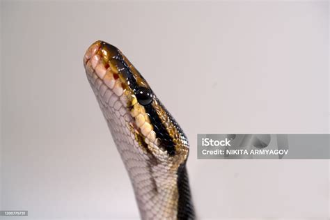 Royal Python Warna Alami Adalah Normal Ular Latar Belakang Putih Foto