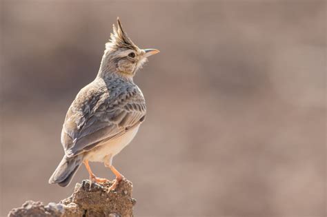 Păsări Cântătoare Din România Descoperă Ciocârlia și Suratele Ei