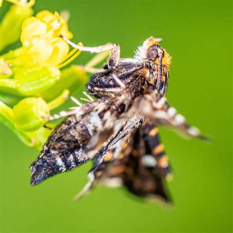 Skipper Thyris Maculata Bugguidenet