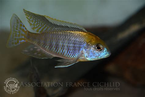 Lethrinops Auritus Nkhata Bay Panorama Des Cichlidés Afc