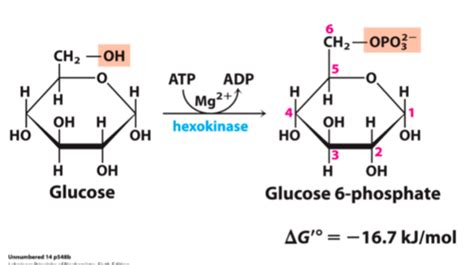 Glycolysis Flashcards Quizlet