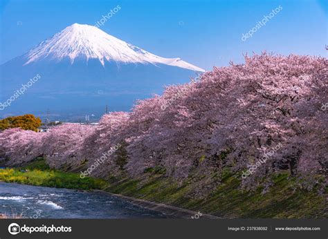 Mount Fuji Cherry Blossom