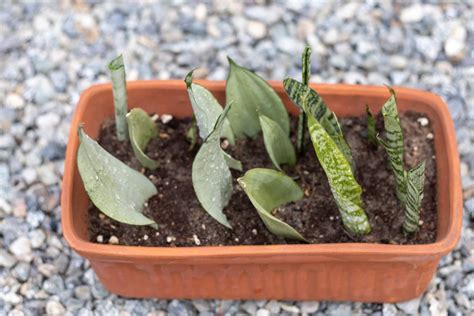 Different Types Of Cuttings For The Propagation Of More Plants