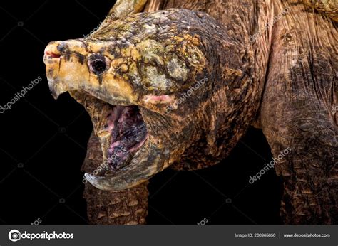 Snapping Turtle Logo