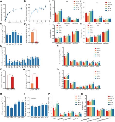 Boosting Selenium Accumulation In Rice Grains By Enhancing Nrt1 1b Mediated Mesecys