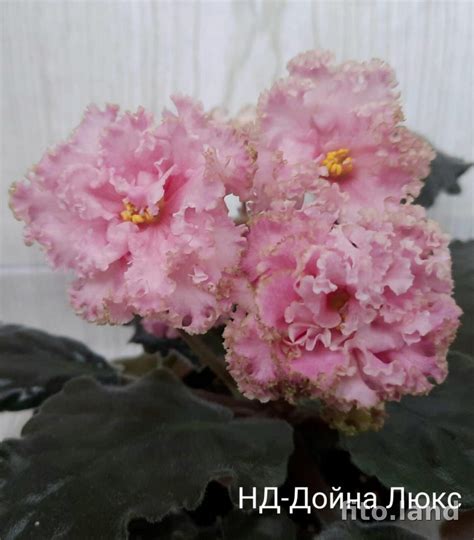 Фиалка НД-Дойна люкс