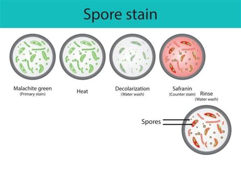 Endospore Staining Best Biology Notes Reference Articles