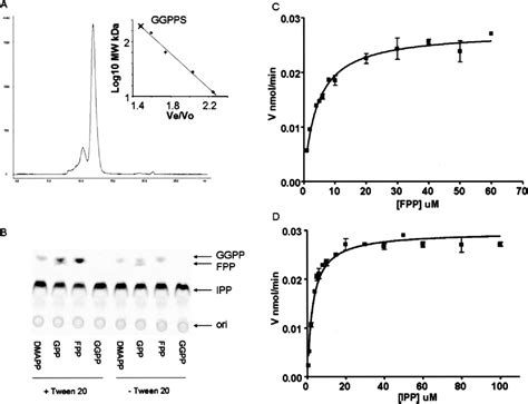 Figure 2 From The Crystal Structure Of Human Geranylgeranyl Pyrophosphate Synthase Reveals A