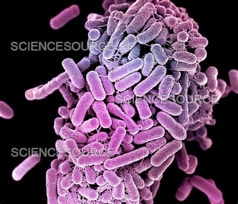 Escherichia Coli Scanning Electron Mi Stock Image Science Source