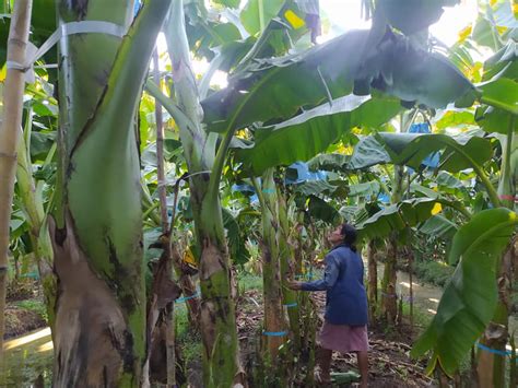 ตัดกล้วยหอมไปฝากหมอและพย สวนกล้วยหอมทอง หนองเสือ ปทุมธานี