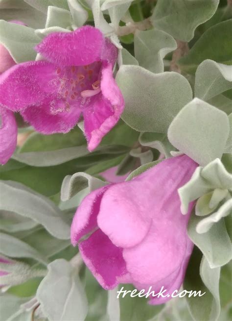 紅花玉芙蓉 Leucophyllum Frutescens Green Touch 香港常見樹木園藝生活