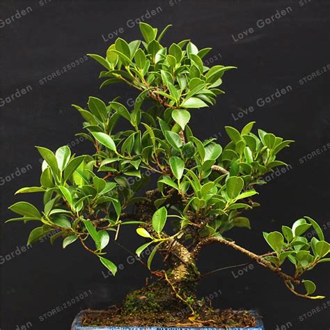 20pcs Rare Ficus Microcarpa Tree Seeds Pure Bonsai