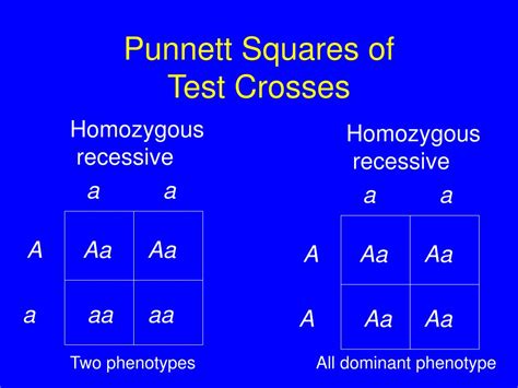 ppt observable patterns of inheritance powerpoint presentation free