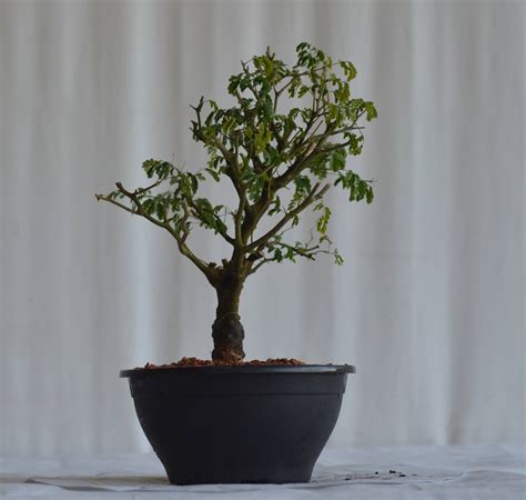 Pré Bonsai Pithecolobium Tortum Bonsai Arte Viva