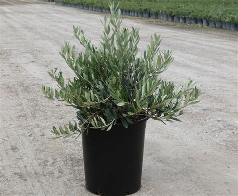 How To Use Compact Evergreen Shrubs T Y Nursery