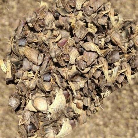 Palm Kernel Shell At ₹ 6000 Ton Palm Kernel Shell In Sangli Id 26854205555
