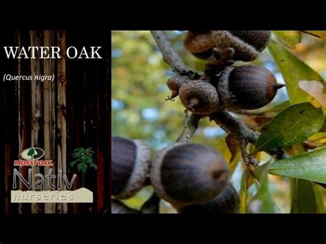 Quercus Nigra Acorn