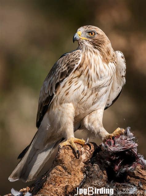 Booted Eagle Juvenile