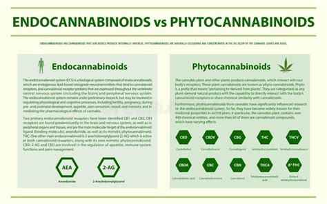 Endocannabinoids Vs Phytocannabinoids Horizontal Infographic Stock Illustration Illustration