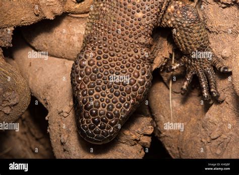 Rio Fuerte Beaded Lizard Heloderma Exasperatum From Sonora Mexico
