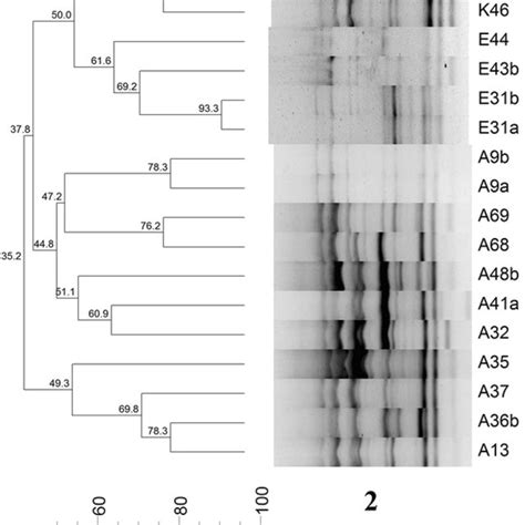 Dendrograms For The Arcobacter Spp N 20 Isolates Analyzed Download Scientific Diagram