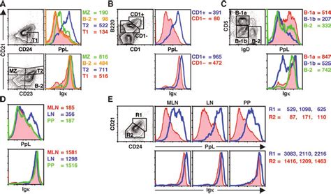 Preferential Ppl Binding By B Cell Subpopulations In The Spleen