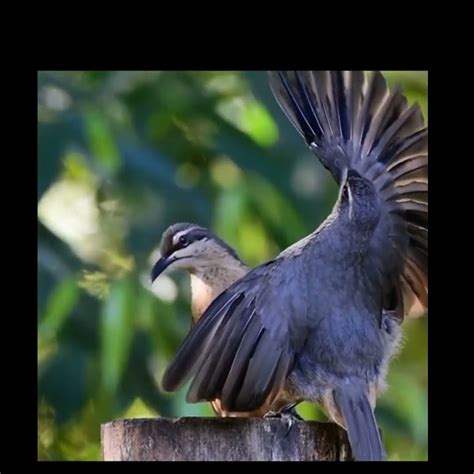 El Género Ptiloris Youtube