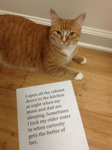 Cat Shaming Hilarious Photos Of Guilty Cats