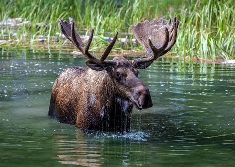 Jasper Wildlife Tour Audley Travel Uk