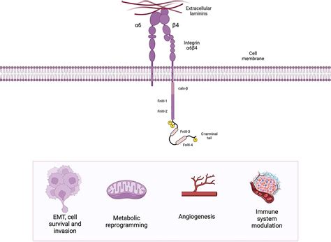 Integrin β4 In Breast Cancer A Focused Review