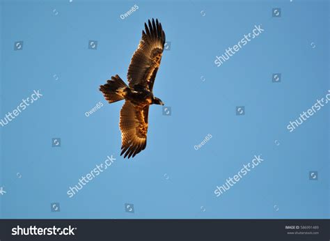 77 Imágenes De Wedgetail Eagle Imágenes Fotos Y Vectores De Stock Shutterstock