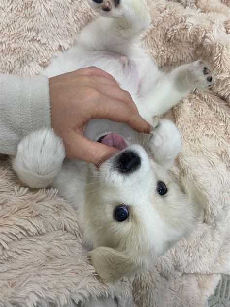 More Charlie Scrolller