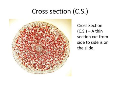 Microscope Data Sheet Example Slide Show Ppt