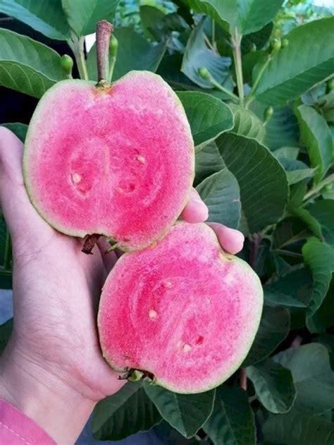 7 Gal Ruby Seedless Guava Grafted Tree Taiwaness Seedless Best Etsy