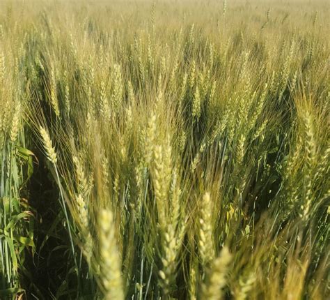 Navigating Drought Season 5 Essential Tips For Alberta Farmers With Navigating Drought Season 5 Essential Tips For Alberta Farmers With