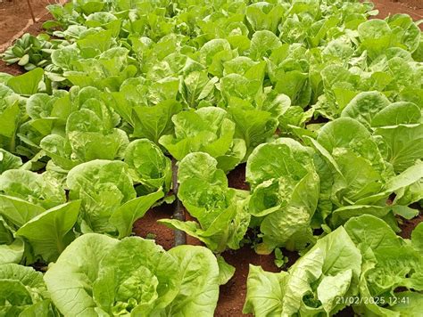 Small Cabbage Ingrid Green Limited