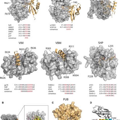 Pdf The Aaa Atpase P97 A Cellular Multitool