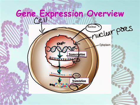 EC Honors Biology RNA Vs DNA
