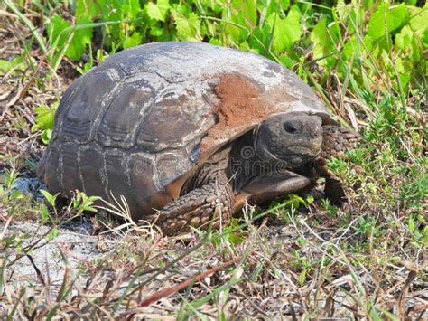 Gopher Tortoise Gopherus Polyphemus Stock Image Image Of Field Grass