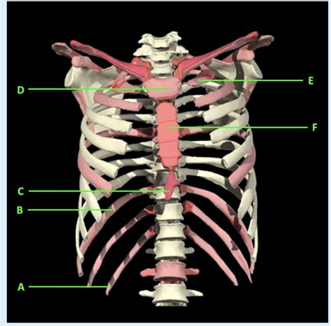 Anterior Rib Cage 3 Diagram Quizlet
